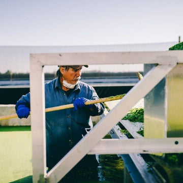 Water lentils powder | Green Superfood | Seta Organic – SETA Organic