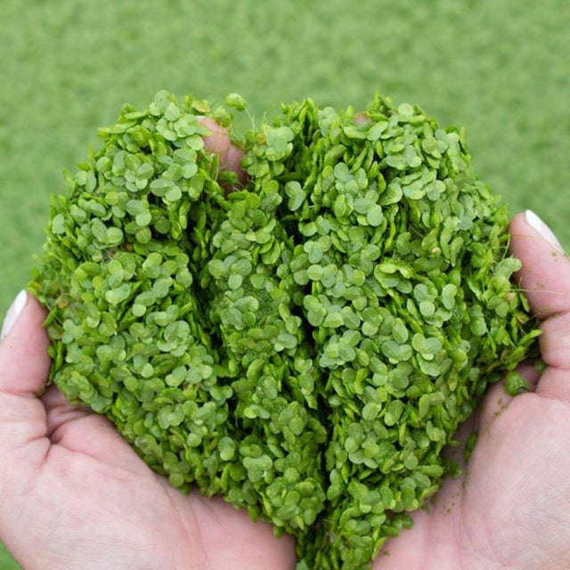 Water lentils powder | Green Superfood | Seta Organic – SETA Organic